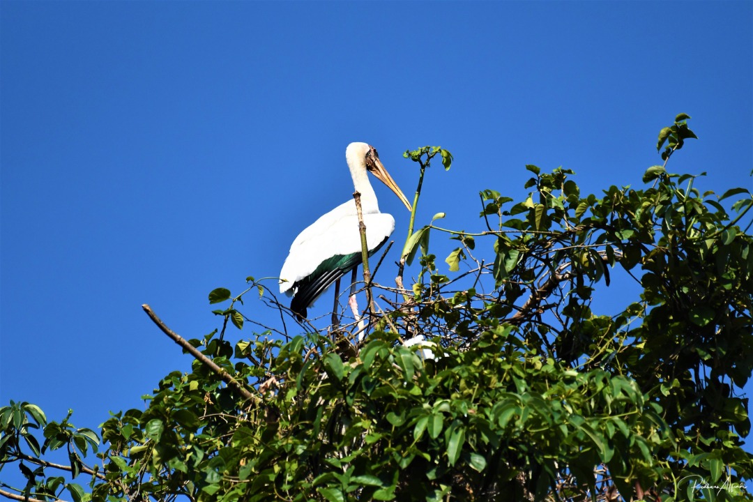 Burung Botak Upeh Spesis Terancam, Semakin Membiak di Zoo Taiping